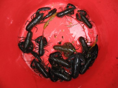 Yabbies | McCarthy Park