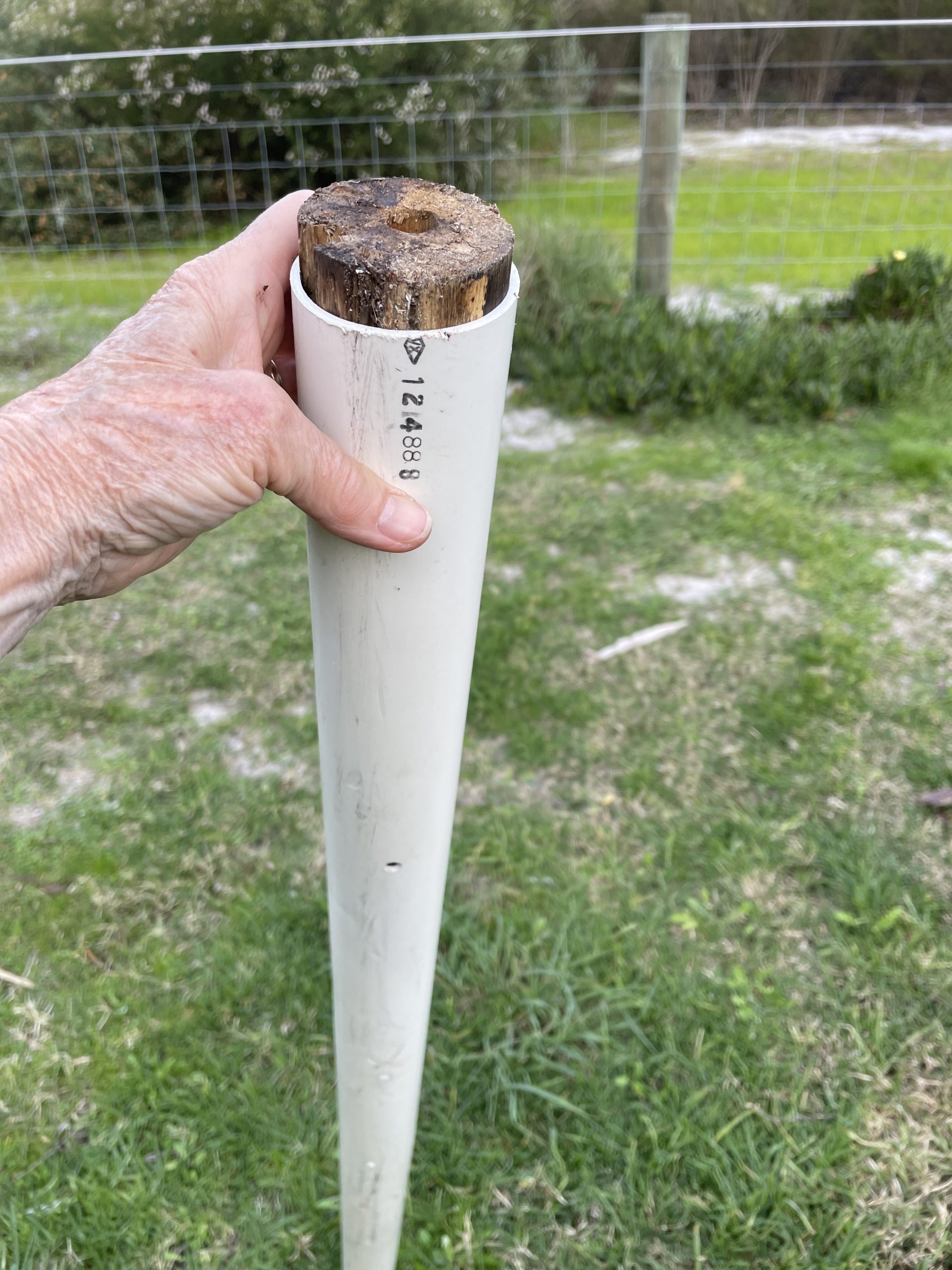 Netting fruit trees….latest method! | McCarthy Park