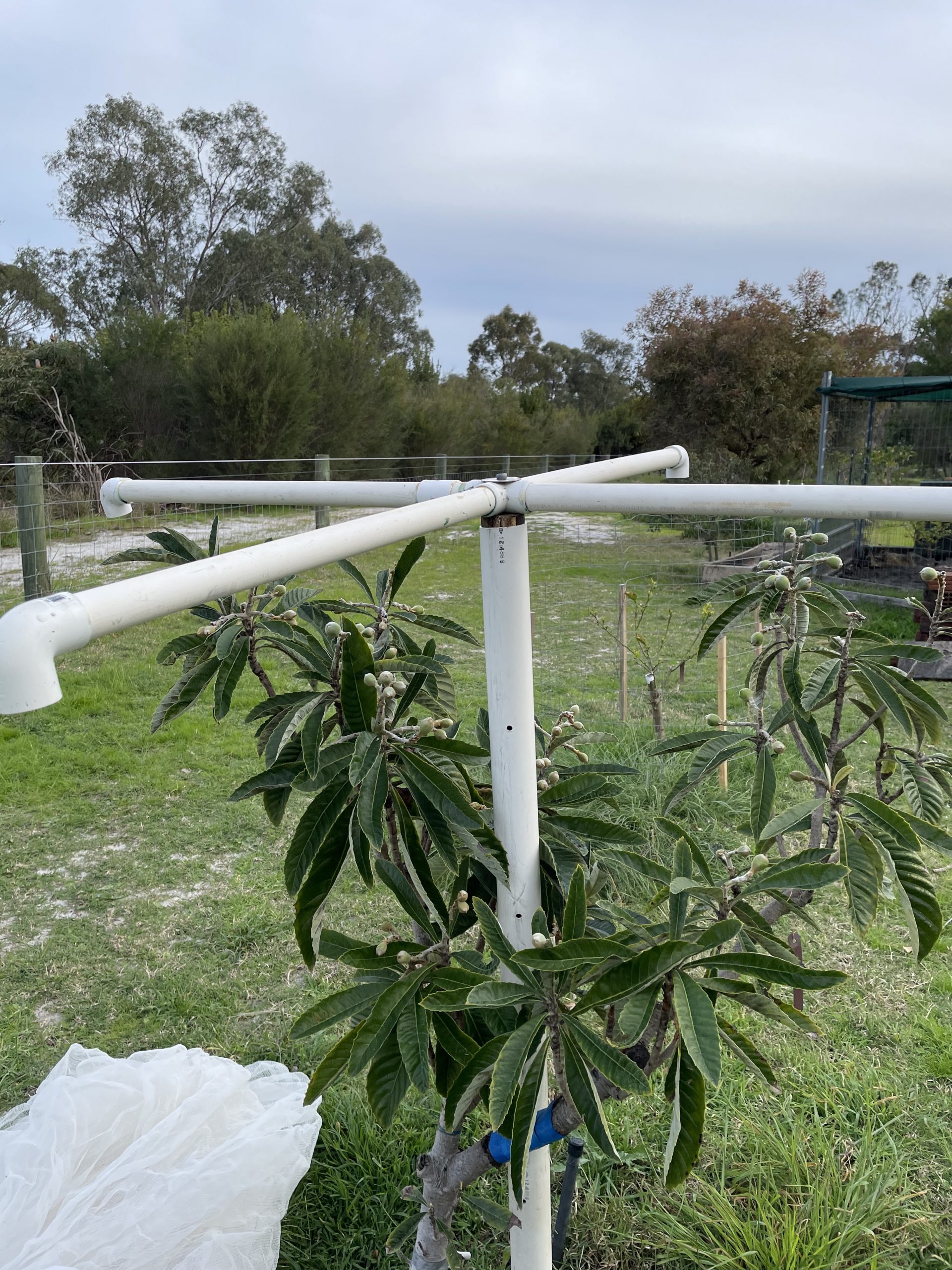 Netting fruit trees….latest method! | McCarthy Park